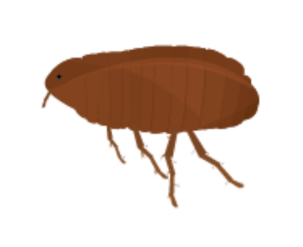 Loppor hos hundar och katter - Hur man behandlar enkelt och effektivt